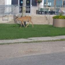 Pinawa Local Government District Office - 36 Burrows Rd, Pinawa, MB R0E ...